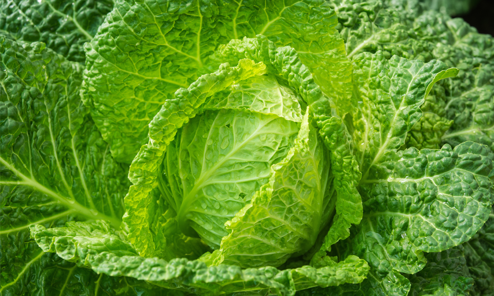 Tan Frescos que enamoran: ¿Tu peque come col? | Condislife