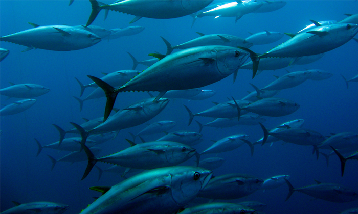 ¡Aprovecha la temporada del atún! | Condislife